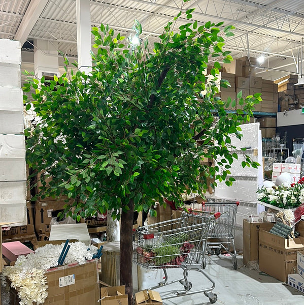 Green leaf Tree – Viva La Rosa