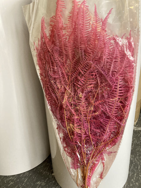 Preserved Bundle of Fern Pink – Viva La Rosa